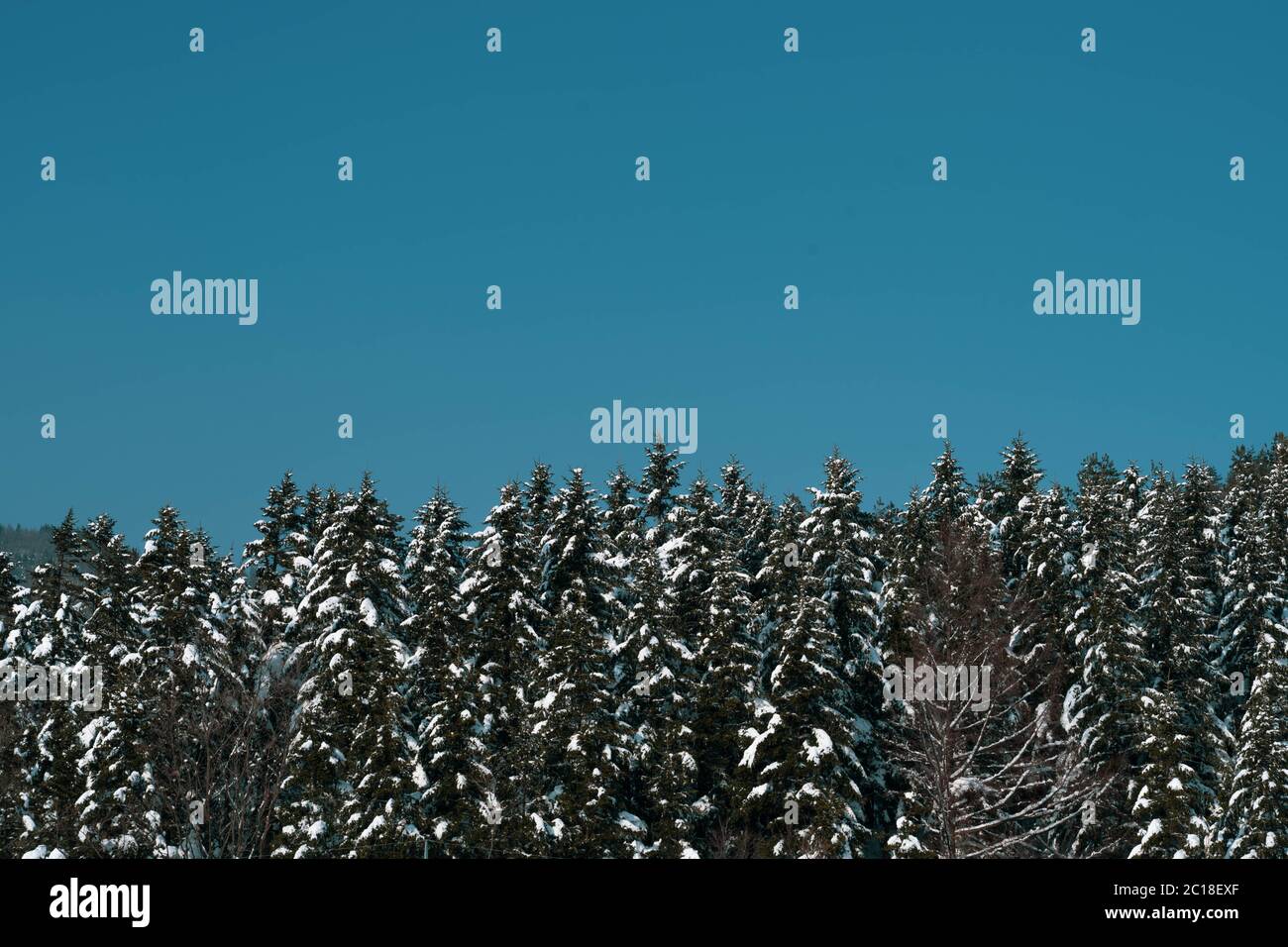 Very tall pine tree hi-res stock photography and images - Alamy