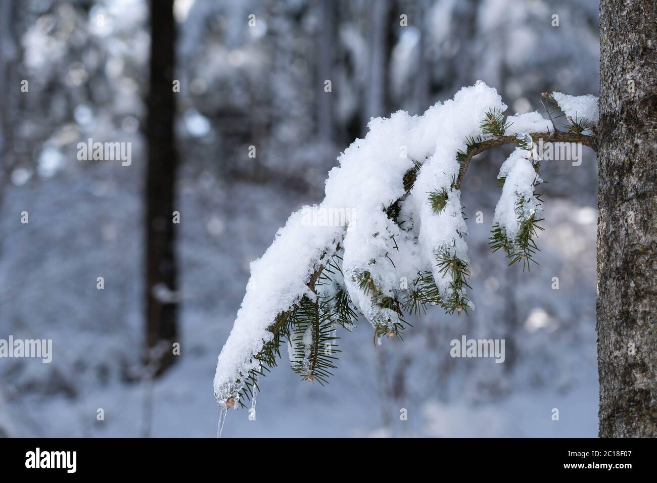 Macro photography of tree branch with green leaves in the forest ...