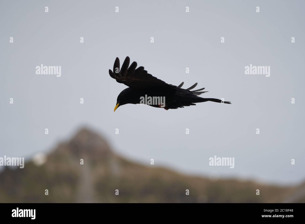 Alpine chough yellow billed Pyrrhocorax graculus crow Pyrrhocorax ...