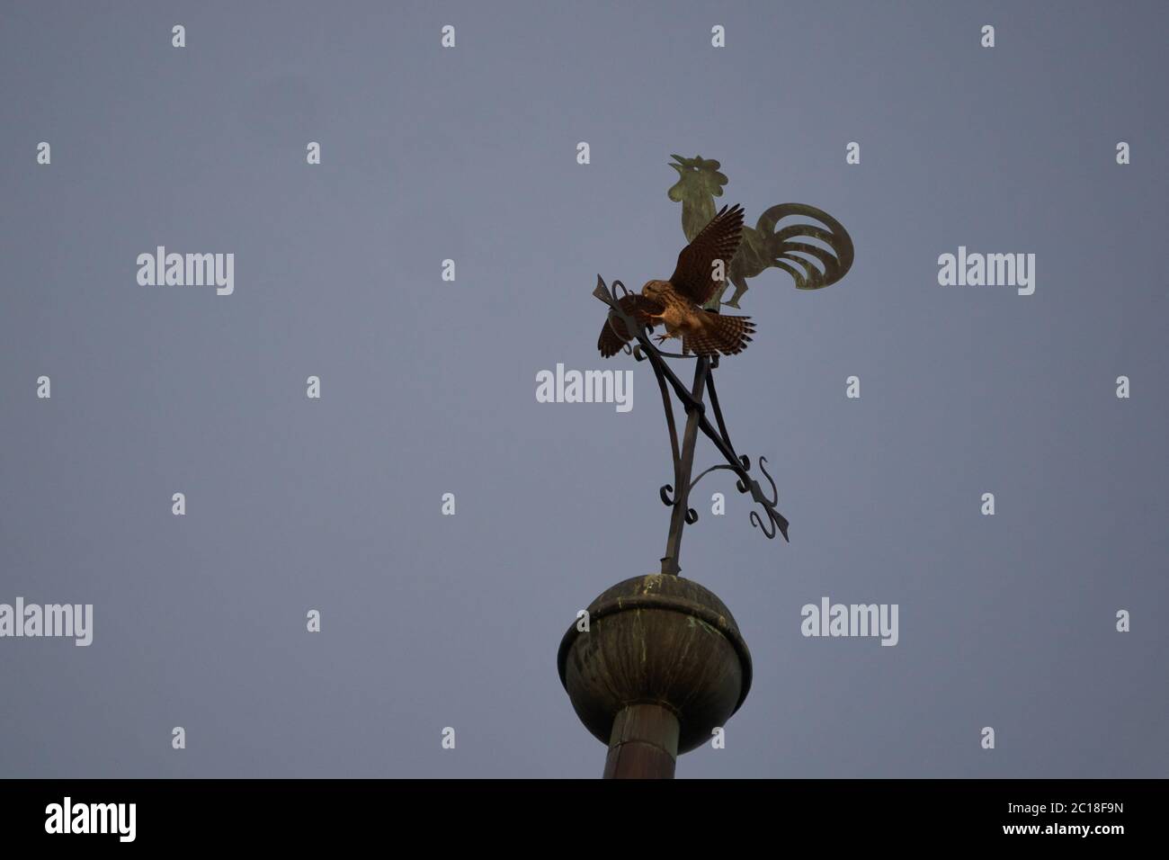 Common kestrel Falco tinnunculus belongs to falcon Falconidae Old World ...