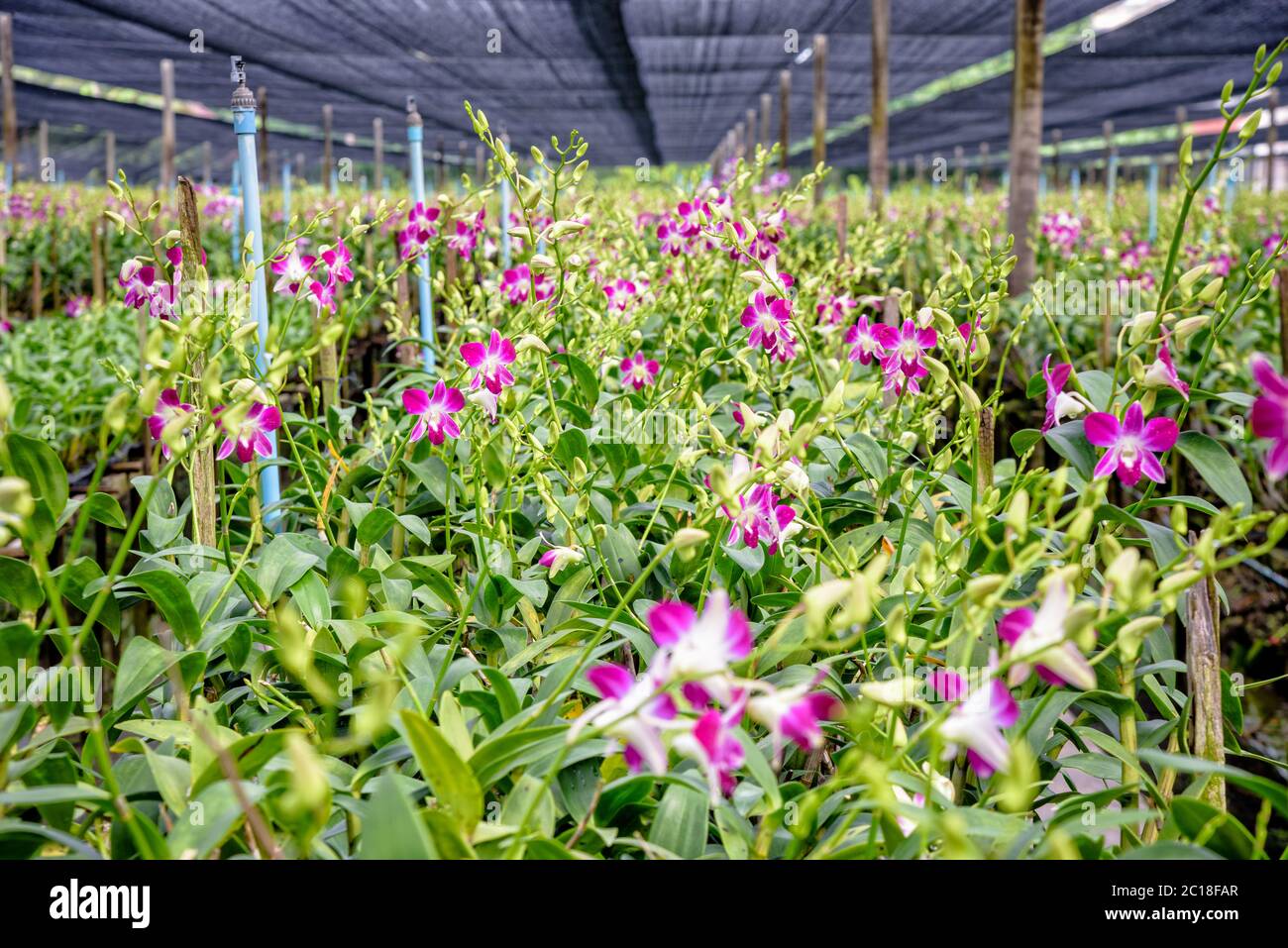 Orchid Farm High Resolution Stock Photography and Images - Alamy