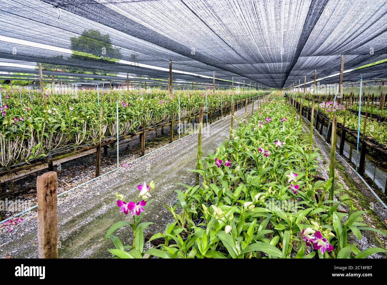 Dendrobium orchid farm Stock Photo - Alamy