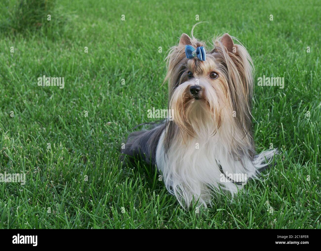 Beautiful male dog breed Beaver Yorkshire terrier with bow on a green ...