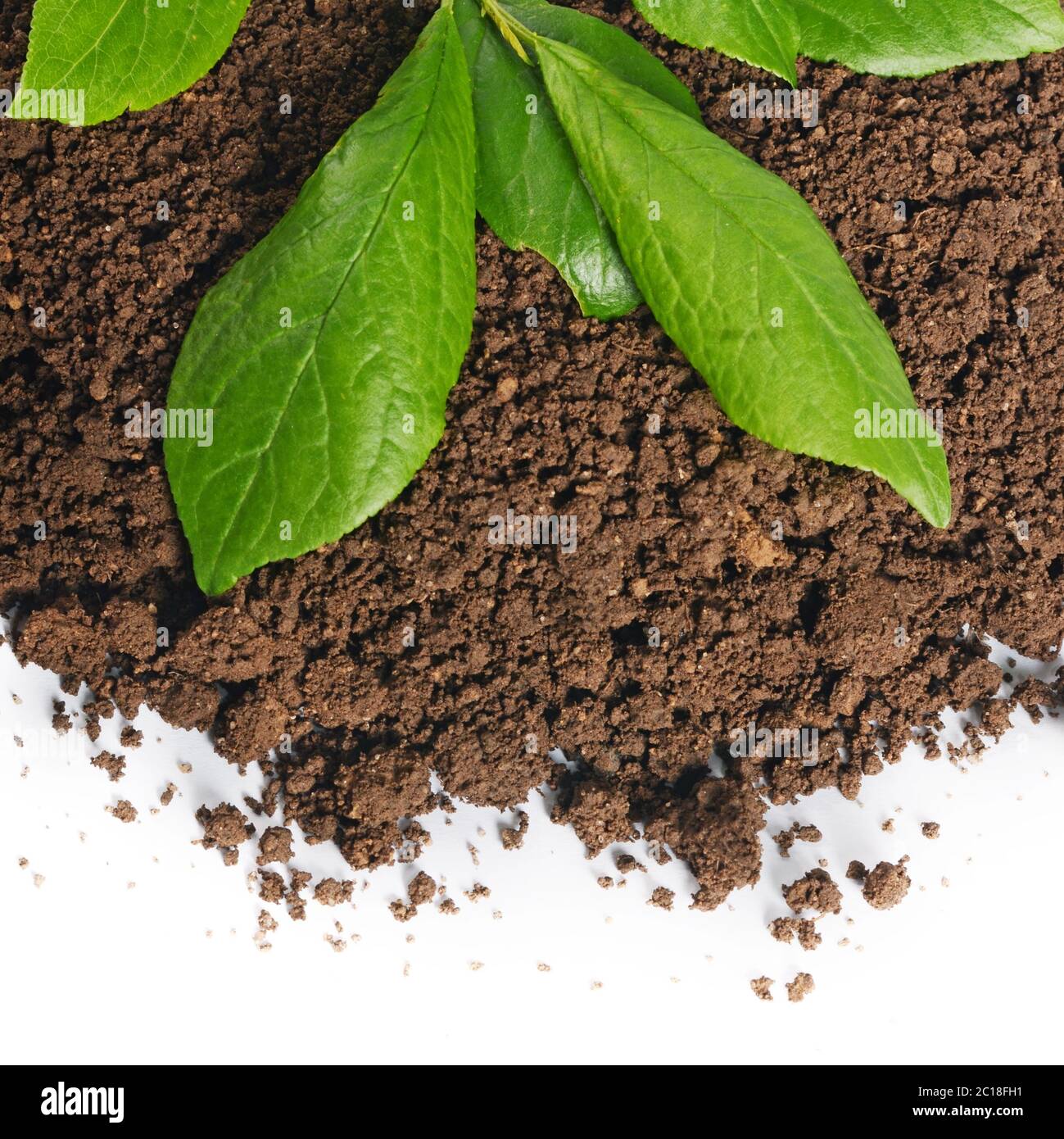 Plant growing in soil hi-res stock photography and images - Alamy