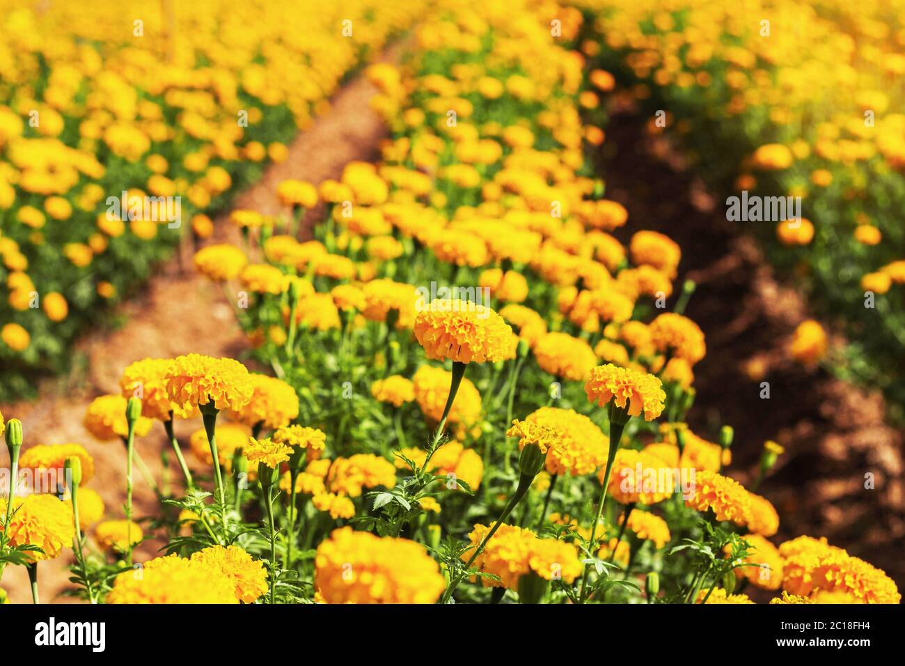 Marigolds planted in the garden Stock Photo - Alamy