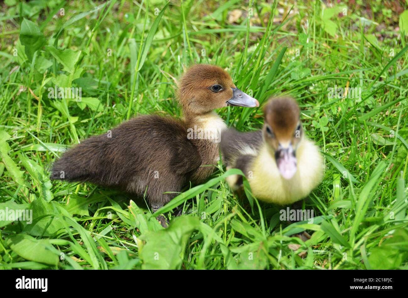 Cute little duck hi-res stock photography and images - Alamy