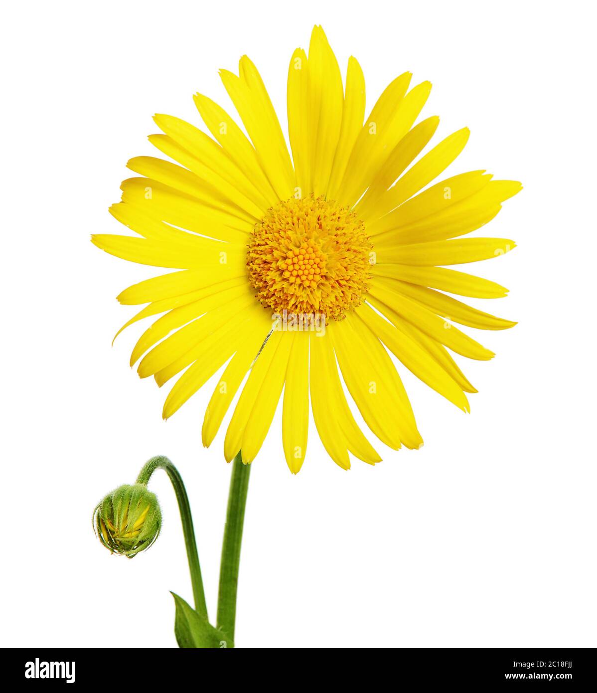 Yellow chamomile isolated on white background Stock Photo - Alamy