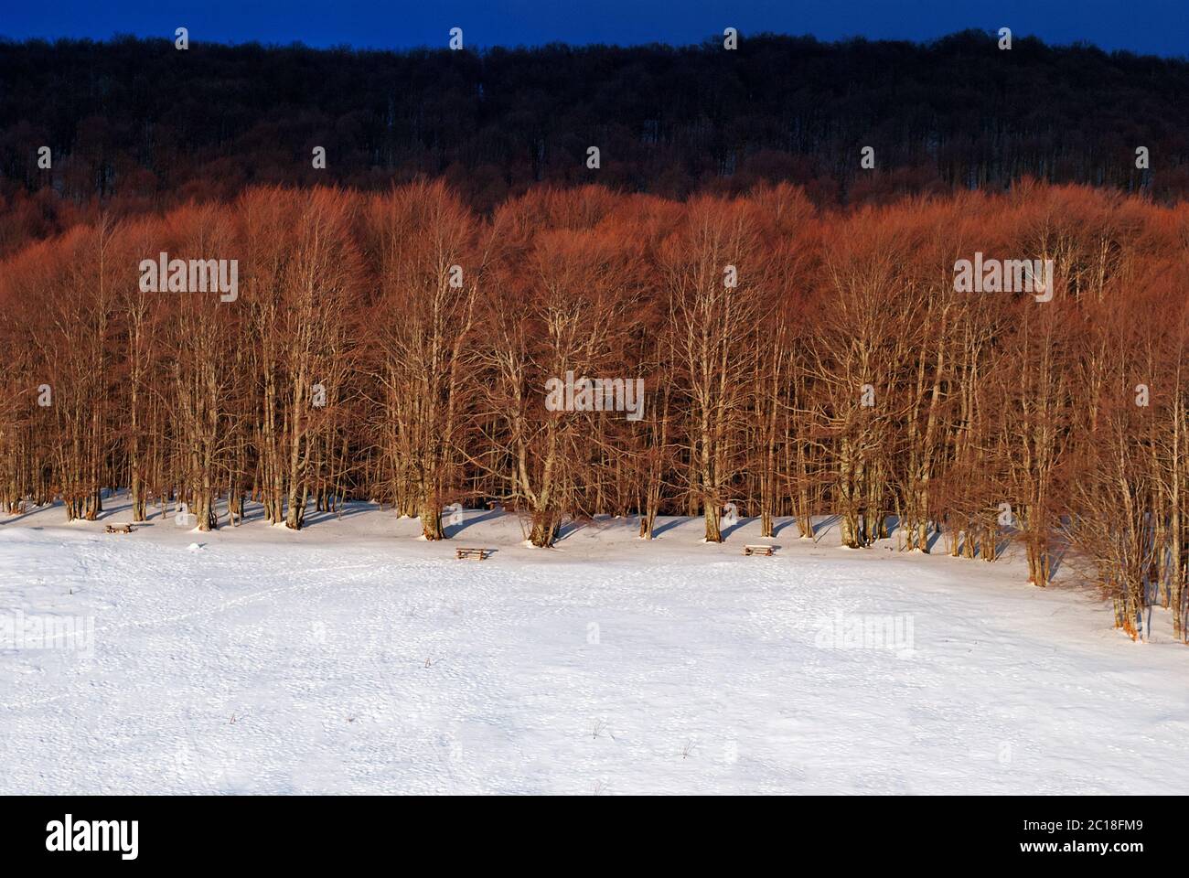 red forest in a a snowy landscape Stock Photo - Alamy