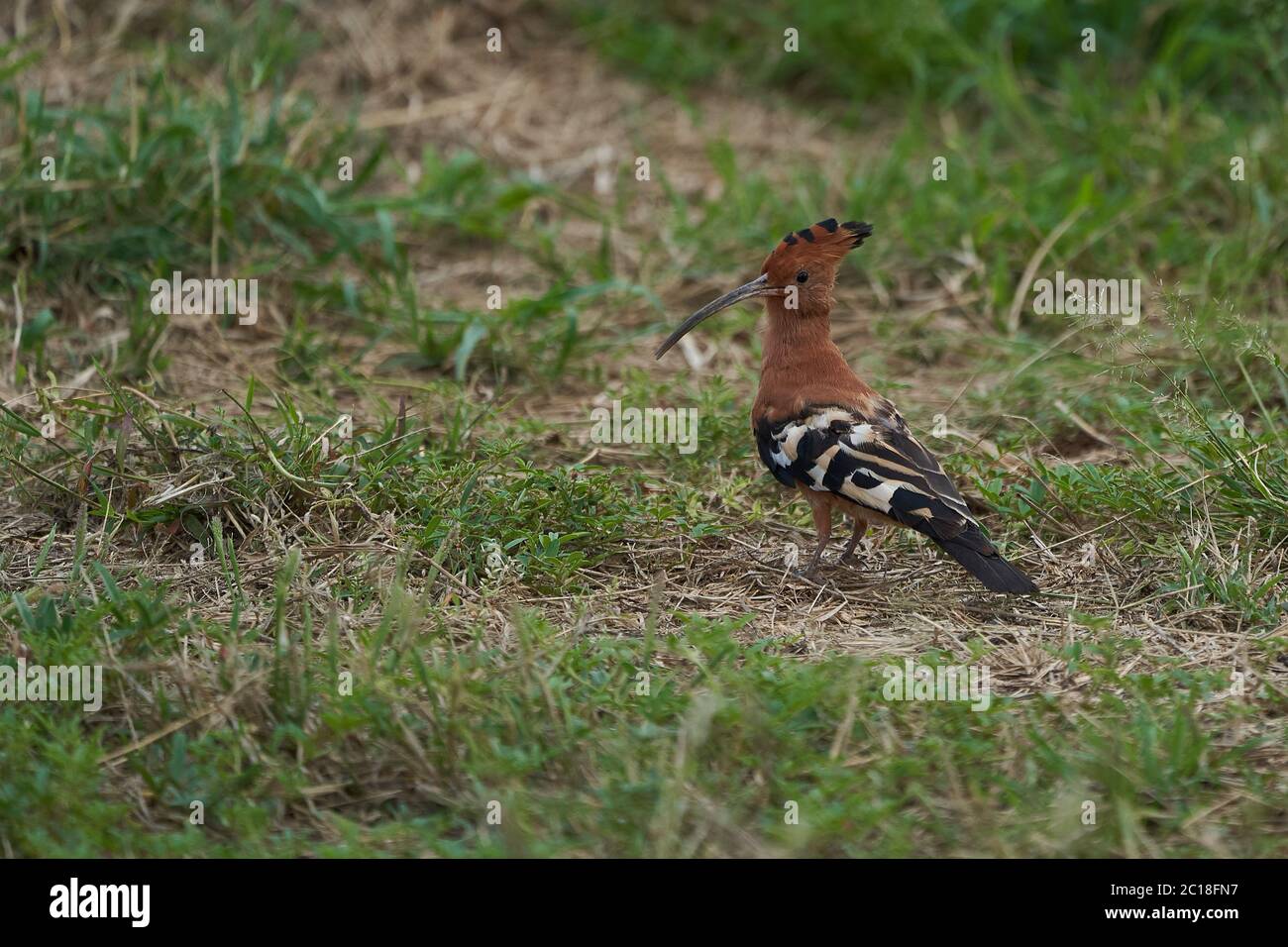 Upupa africana hi-res stock photography and images - Alamy