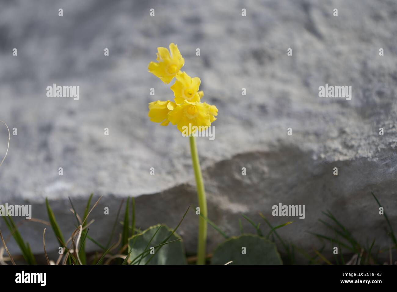 Bear's Ear Primula Auricula High Resolution Stock Photography and ...