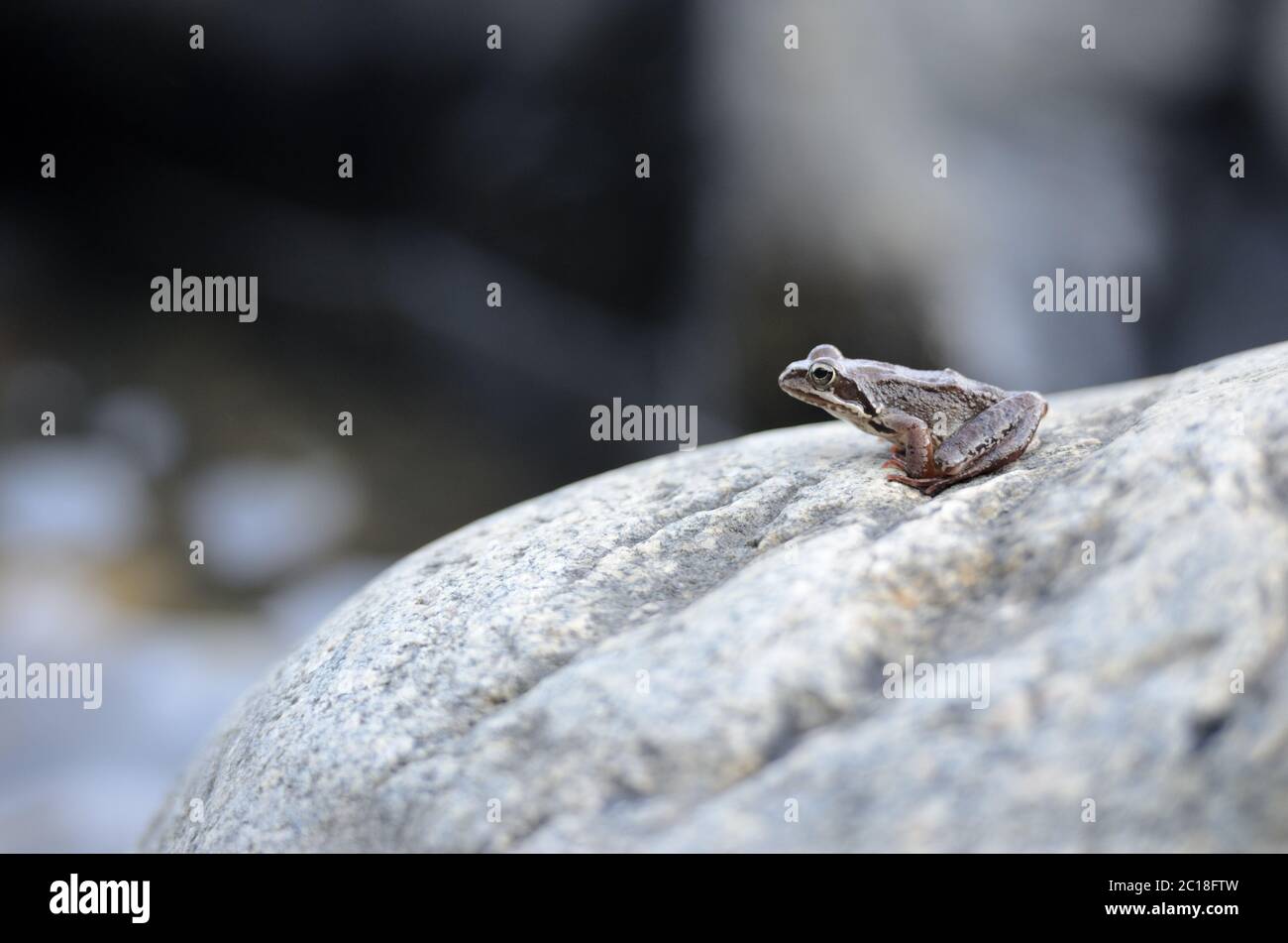 Large brown tree frog hi-res stock photography and images - Alamy