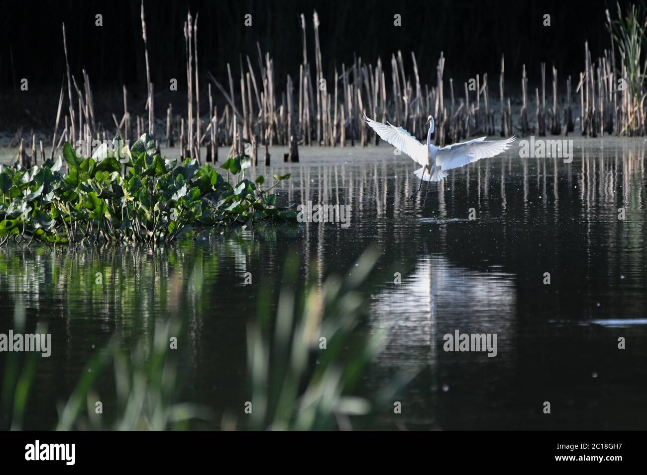 Great white egret landing in a marsh - white heron ( Ardea alba ) in ...