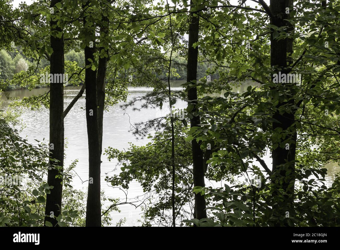 Beeches on lake shore Stock Photo - Alamy