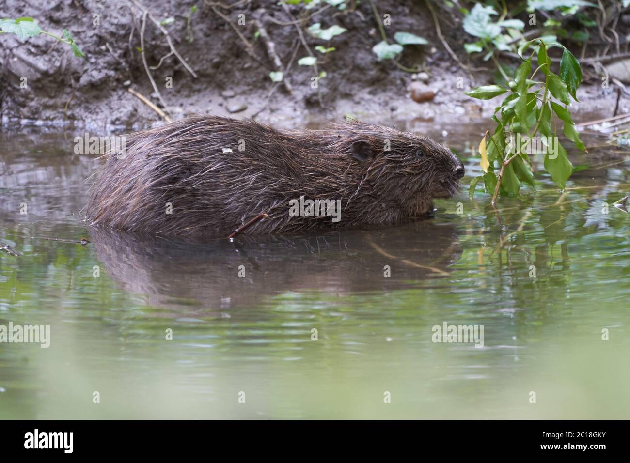 European Beaver Eurasian Castor Fiber Portrait River Stock Photo - Alamy
