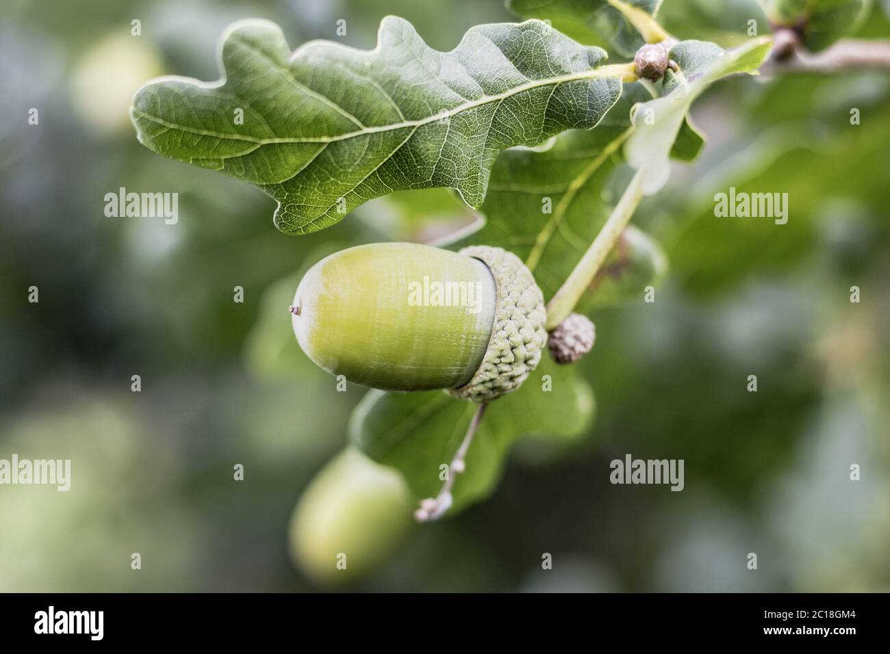 Nut sheets hi-res stock photography and images - Alamy