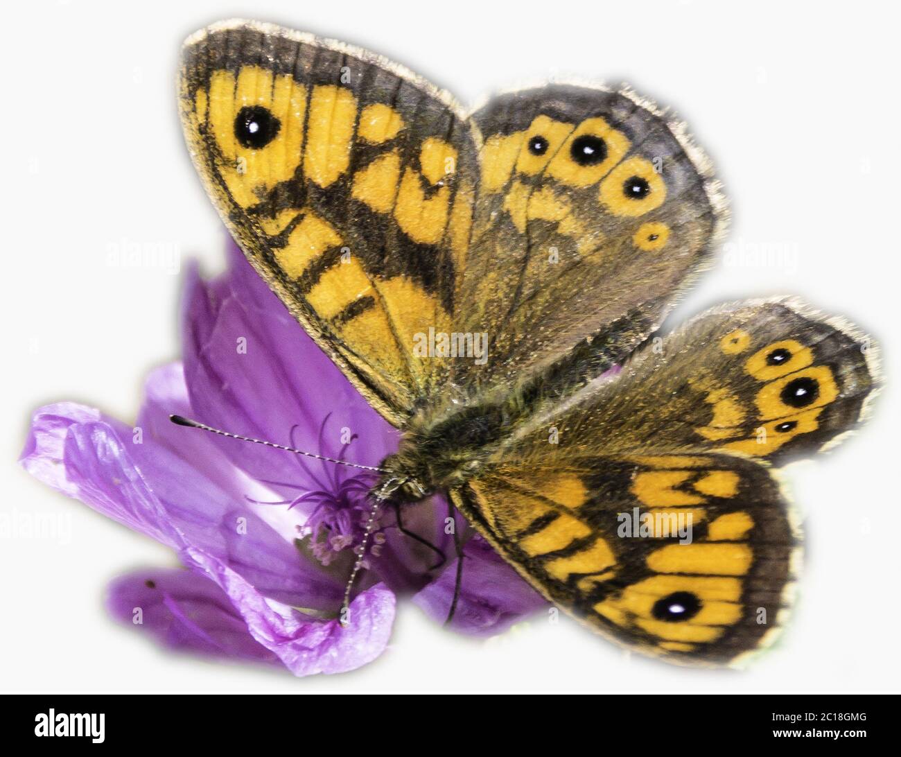 the wall [Lasiommata megera] [butterfly] Stock Photo - Alamy