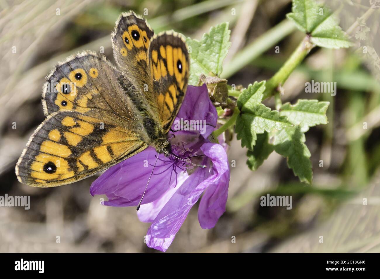 the wall [Lasiommata megera] [butterfly] Stock Photo - Alamy