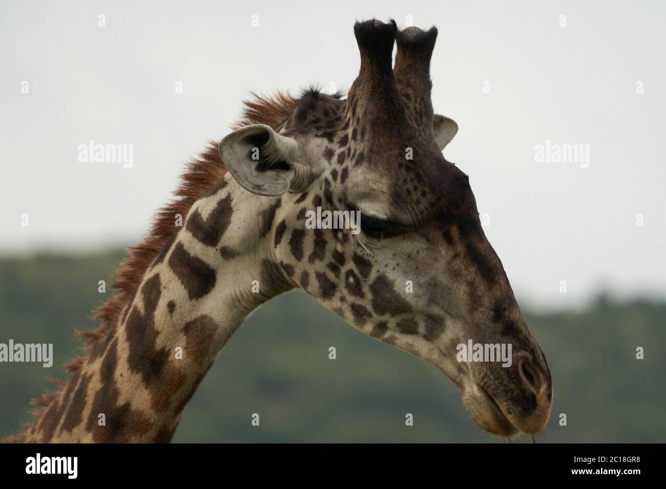 Giraffe Africa Giraffa Safari Big Five Africa Stock Photo - Alamy