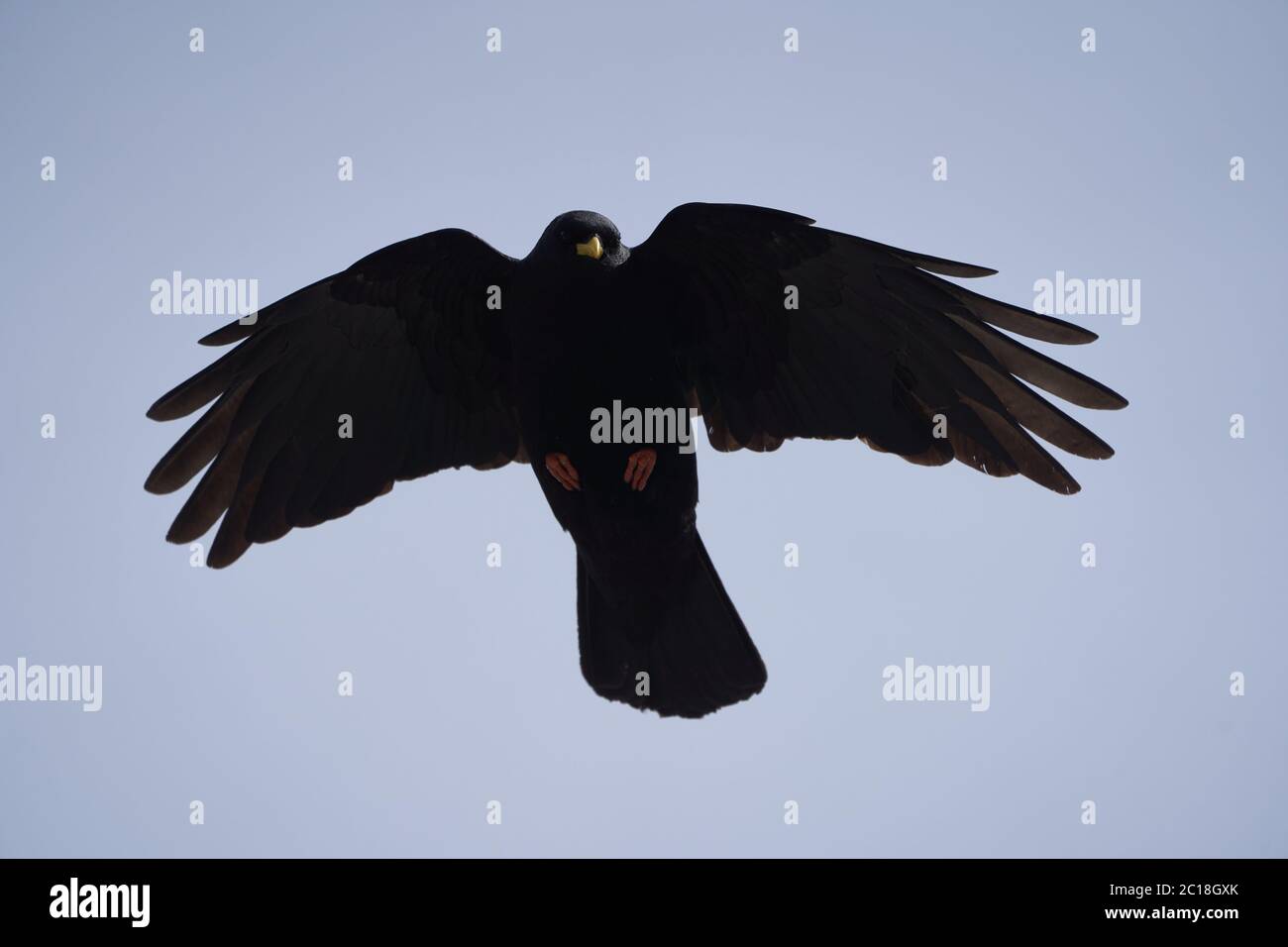 Alpine chough yellow billed Pyrrhocorax graculus crow Pyrrhocorax ...