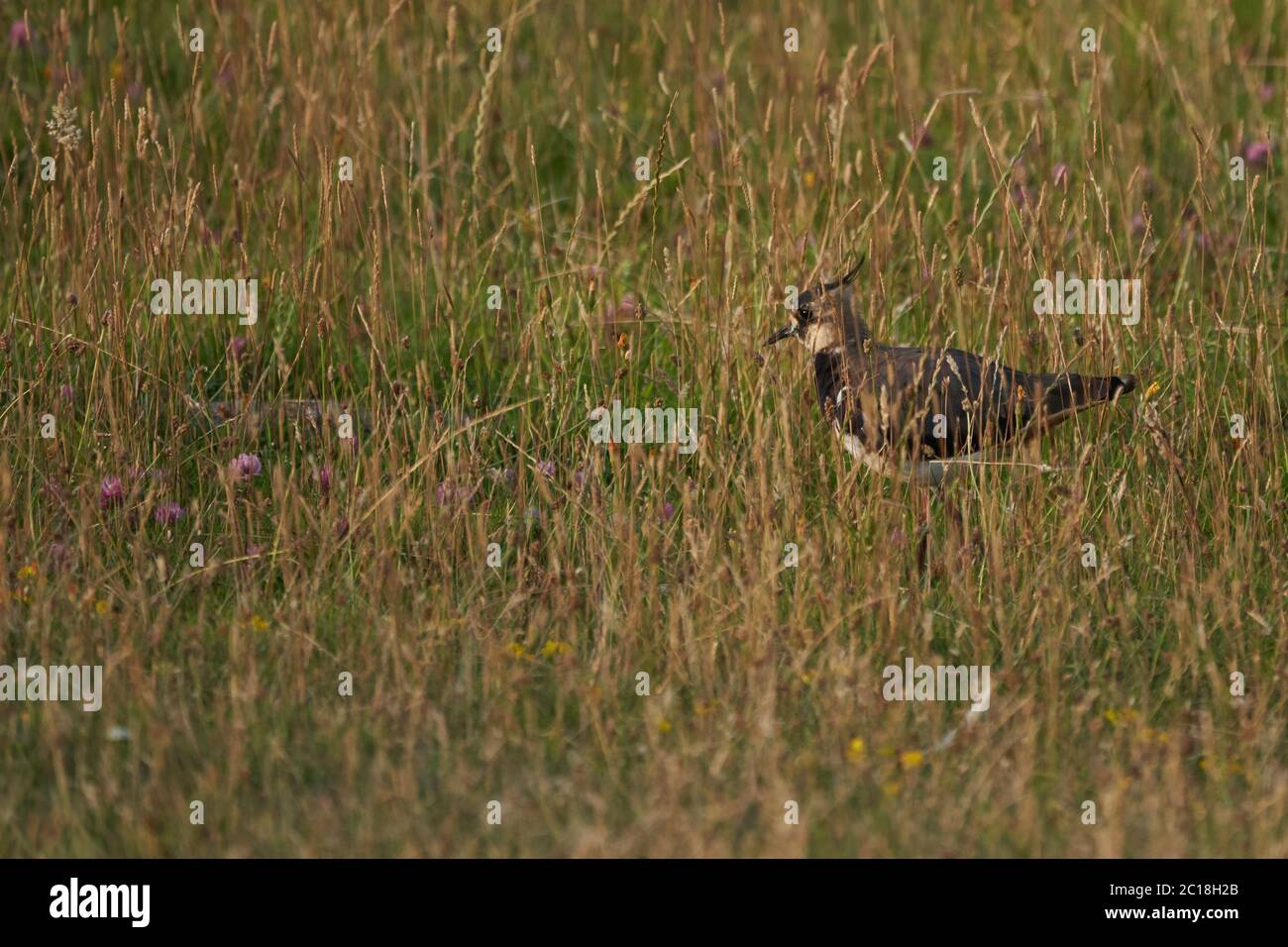 Lapwing peewit bird hi-res stock photography and images - Alamy