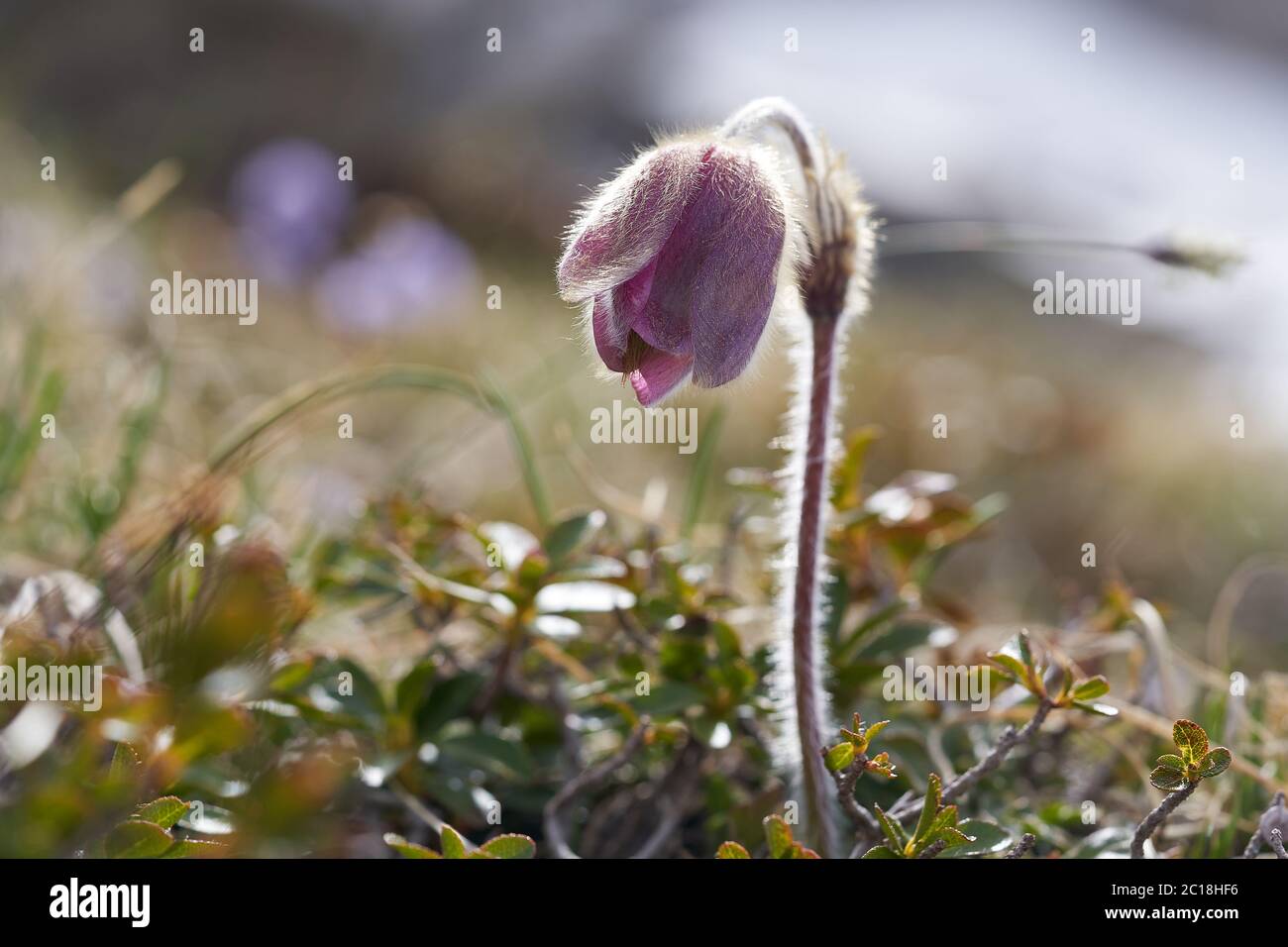 Buttercup family ranunculaceae hi-res stock photography and images - Alamy