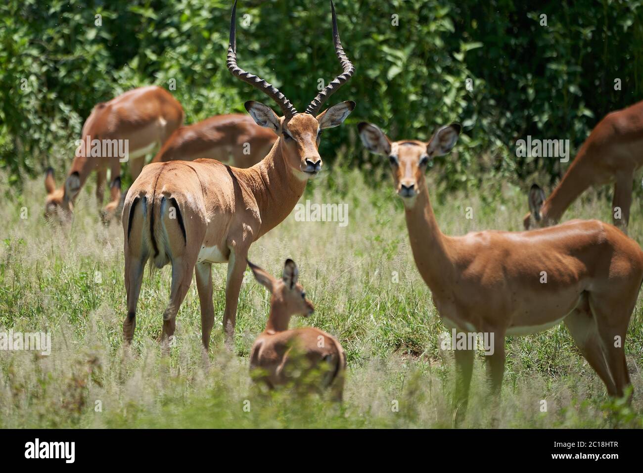 Impala Group Impalas Antelope Portrait Africa Safari Stock Photo - Alamy