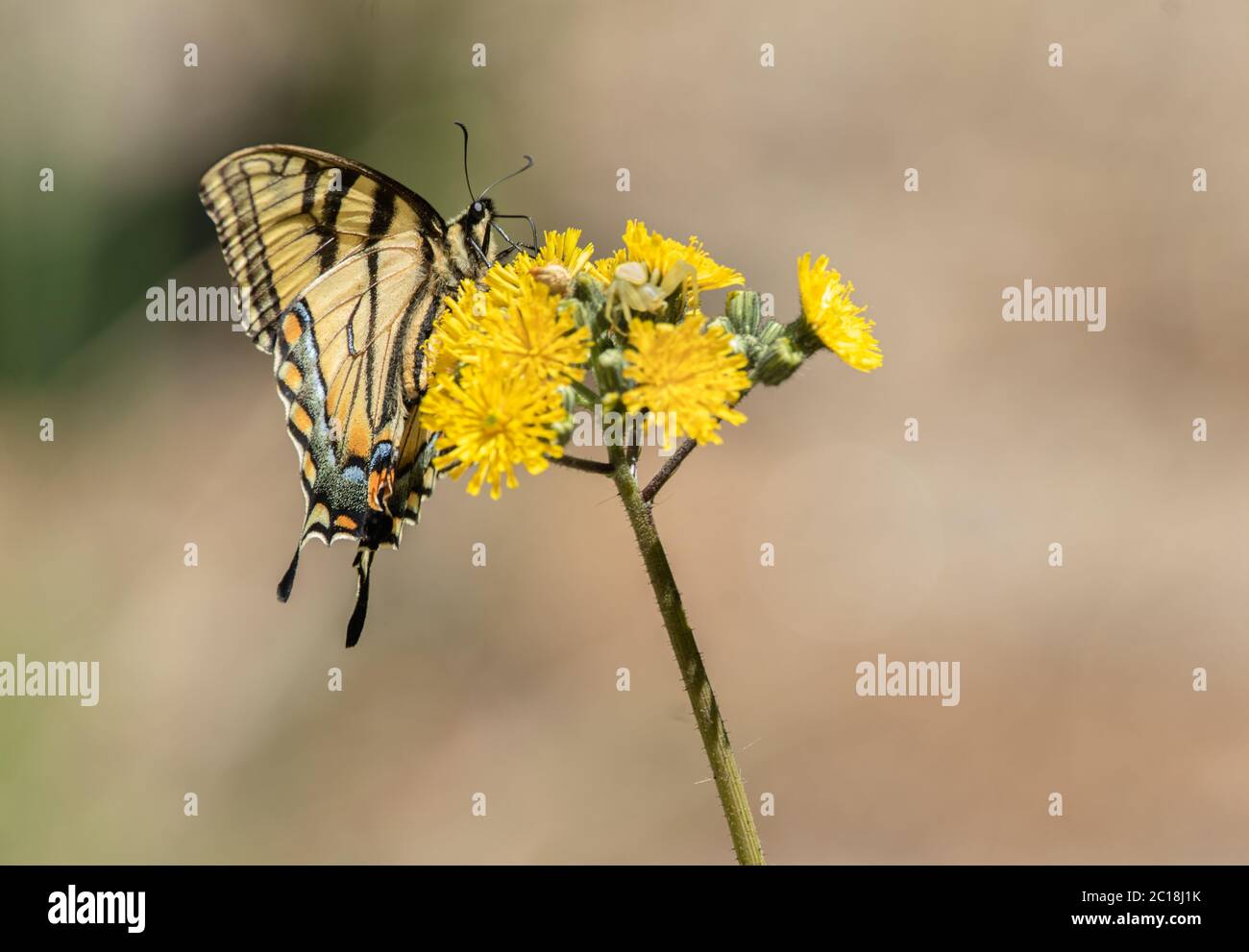 Eastern Tiger Swallowtail butterfly on a wildflower with green ...