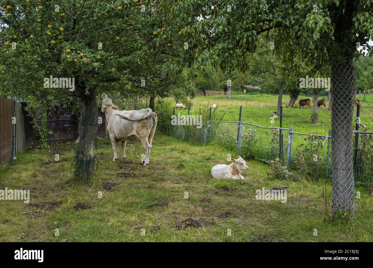 Cow in the garden Stock Photo - Alamy