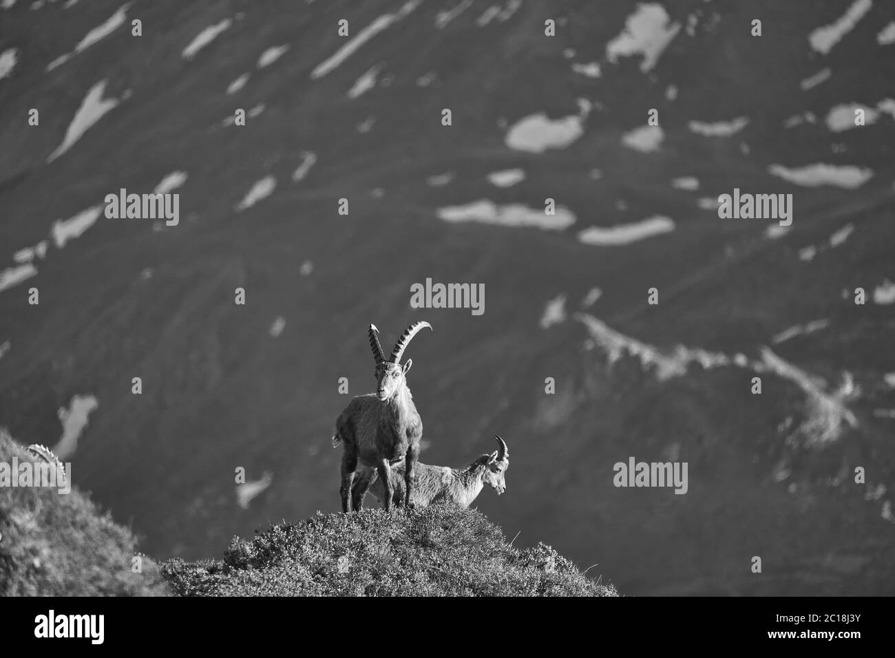 Capricorn Alpine Ibex Capra ibex Mountain Swiss Alps Black and White ...