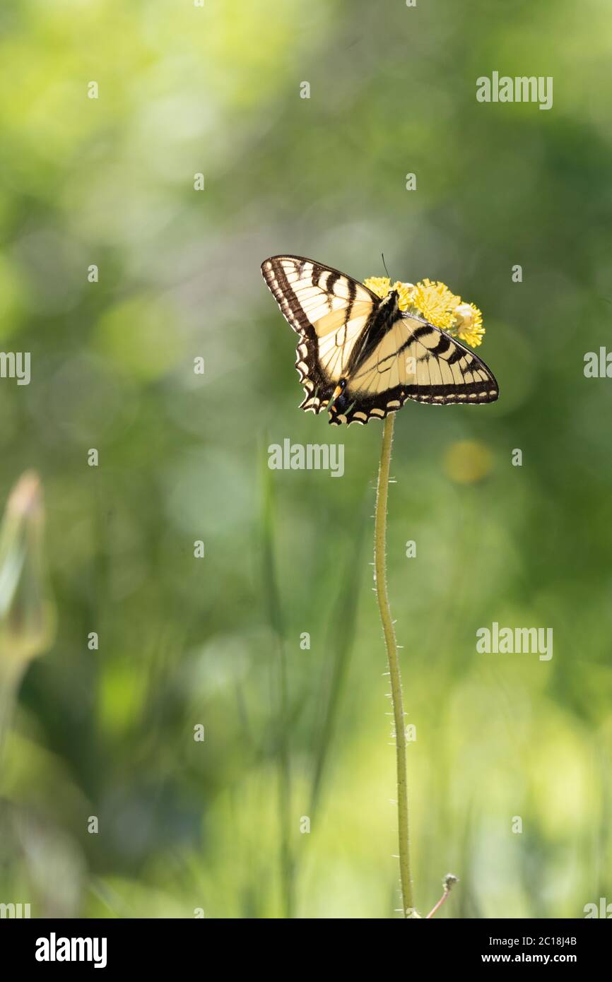 Eastern Tiger Swallowtail butterfly on a wildflower with green ...