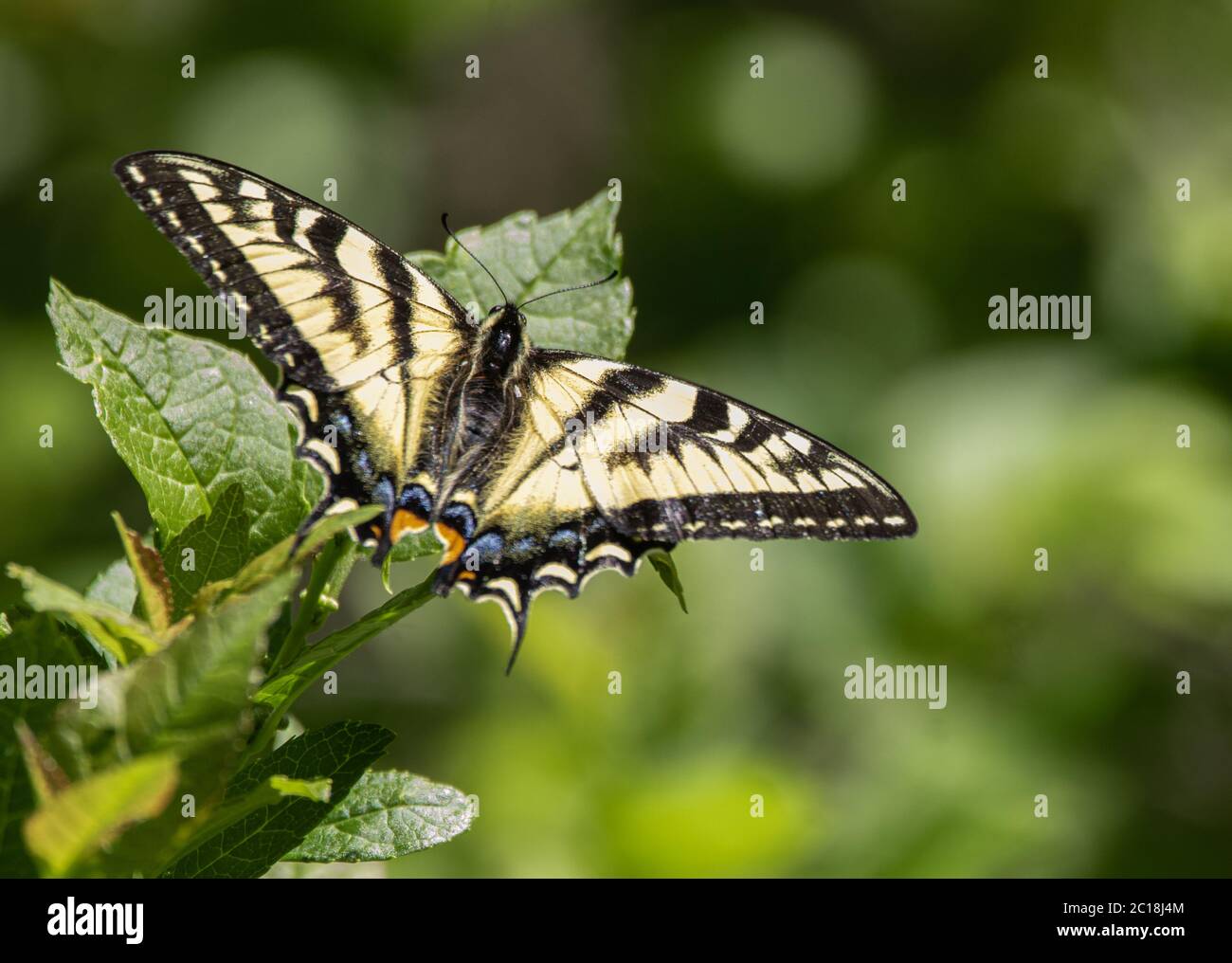 Female eastern tiger swallowtail butterfly hi-res stock photography and ...