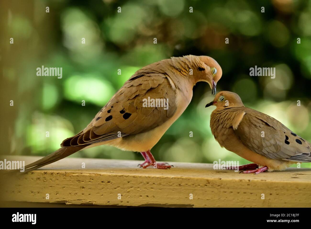 A pair of Mourning Dove aka Zenaida macroura having some intimate ...