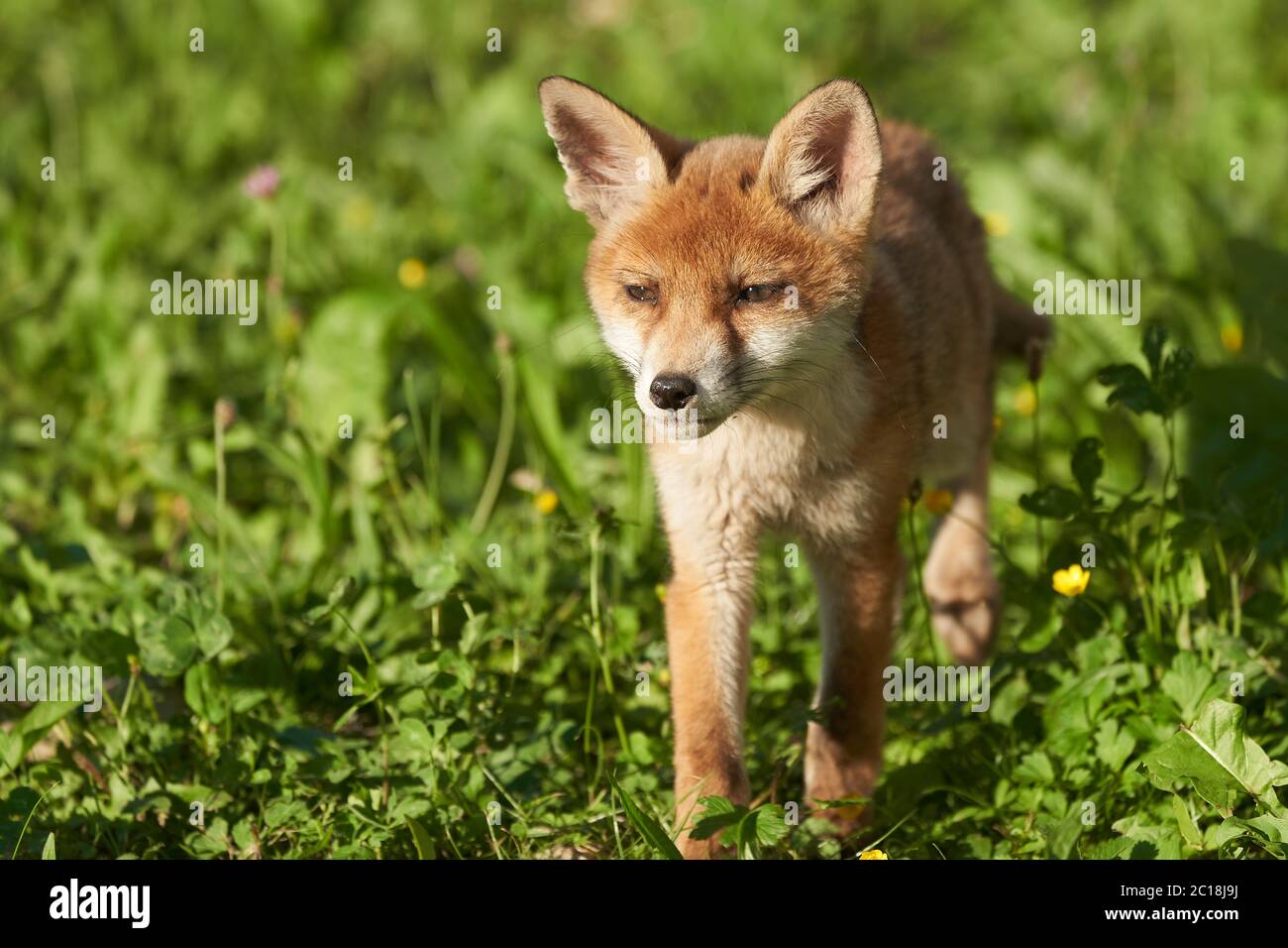 Red Fox Portrait Vulpes Vulpes Evening Sun Stock Photo - Alamy