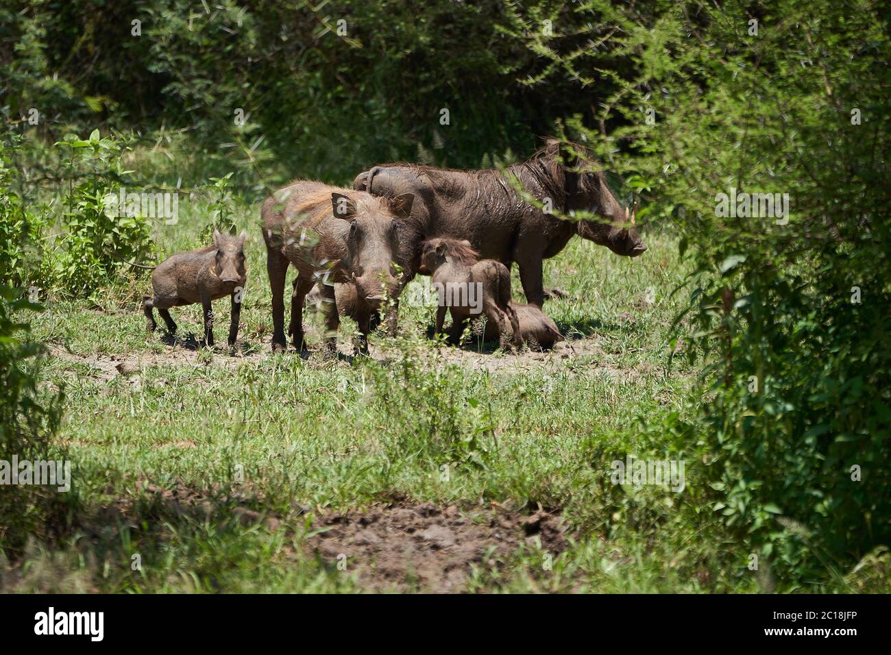Male boar african warthog phacochoerus hi-res stock photography and ...