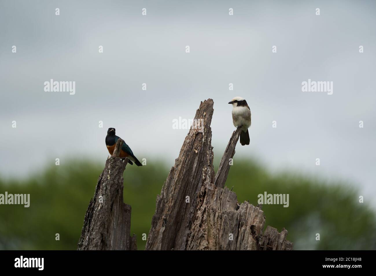 White crowned shrike hi-res stock photography and images - Alamy