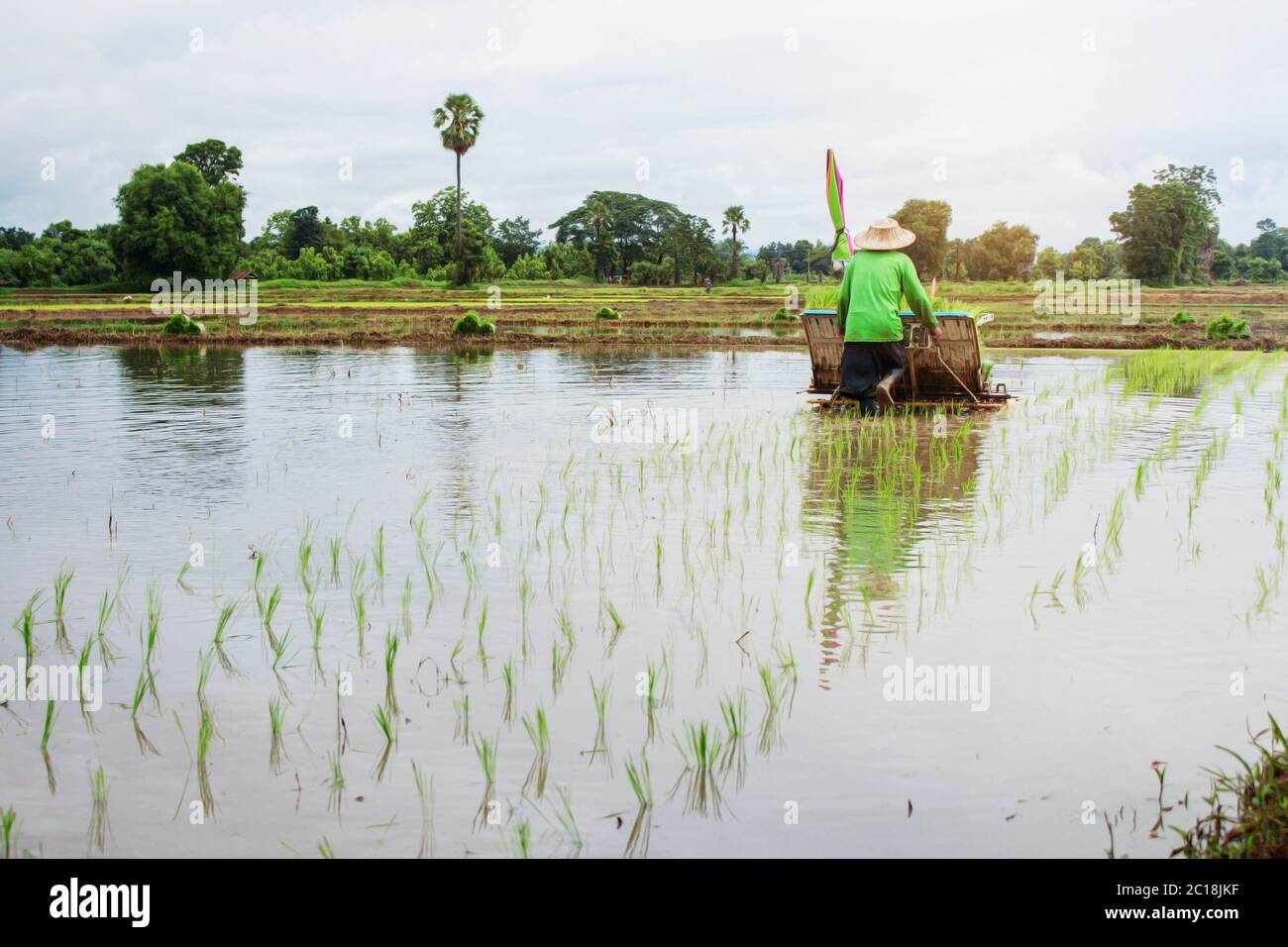 Farmers are planting rice on fields Stock Photo - Alamy