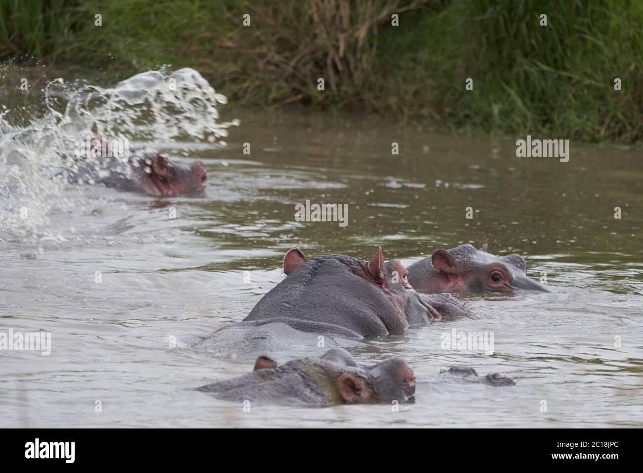 Hippo Hippopotamus amphibious Africa Safari Portrait Water Out open ...