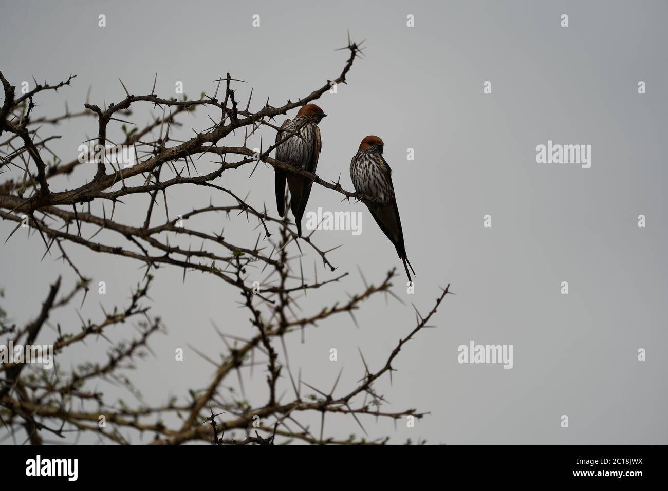 Greater striped swallow cecropis cucullata hi-res stock photography and ...