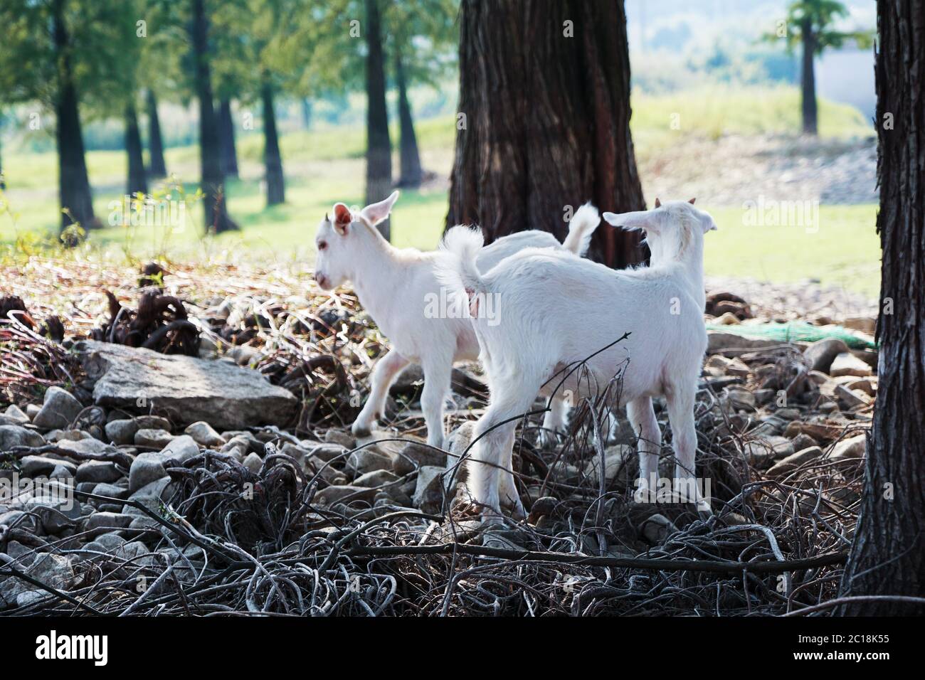 Goat nobody play hi-res stock photography and images - Alamy