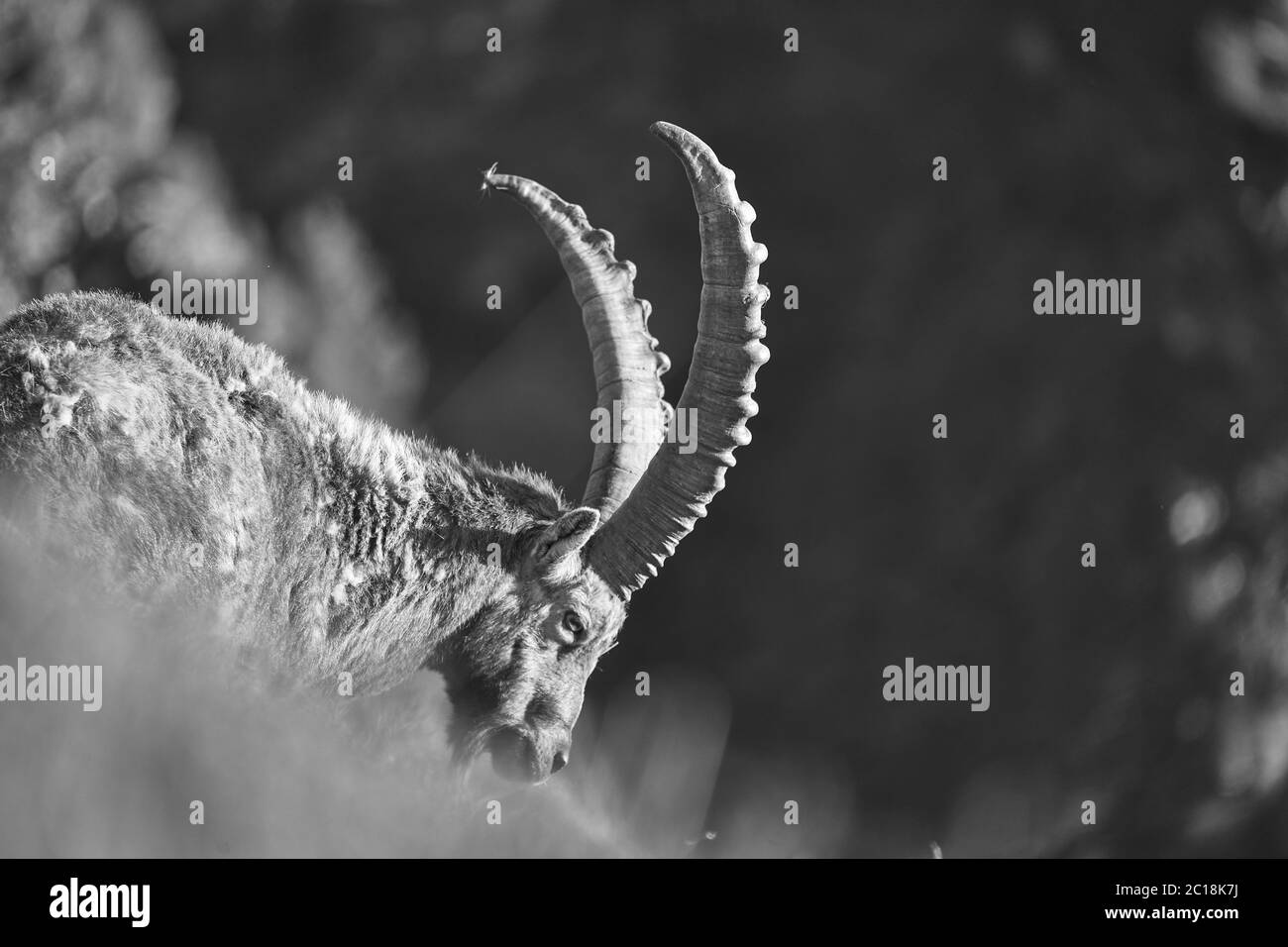 Capricorn Alpine Ibex Capra ibex Mountain Swiss Alps Black and White ...