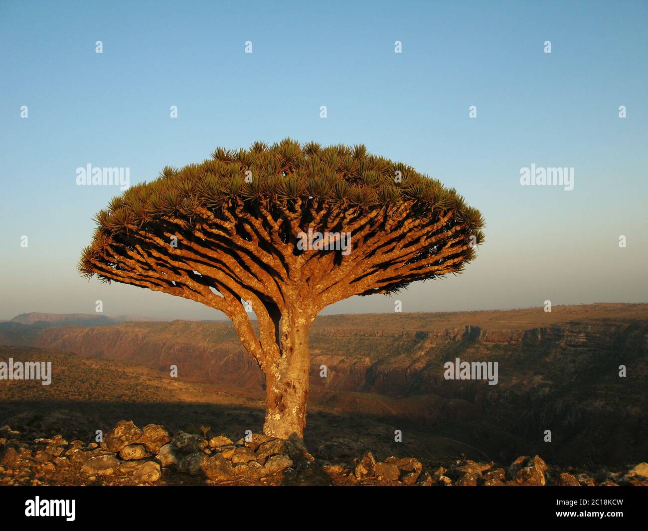 Dragon tree, Socotra Stock Photo - Alamy