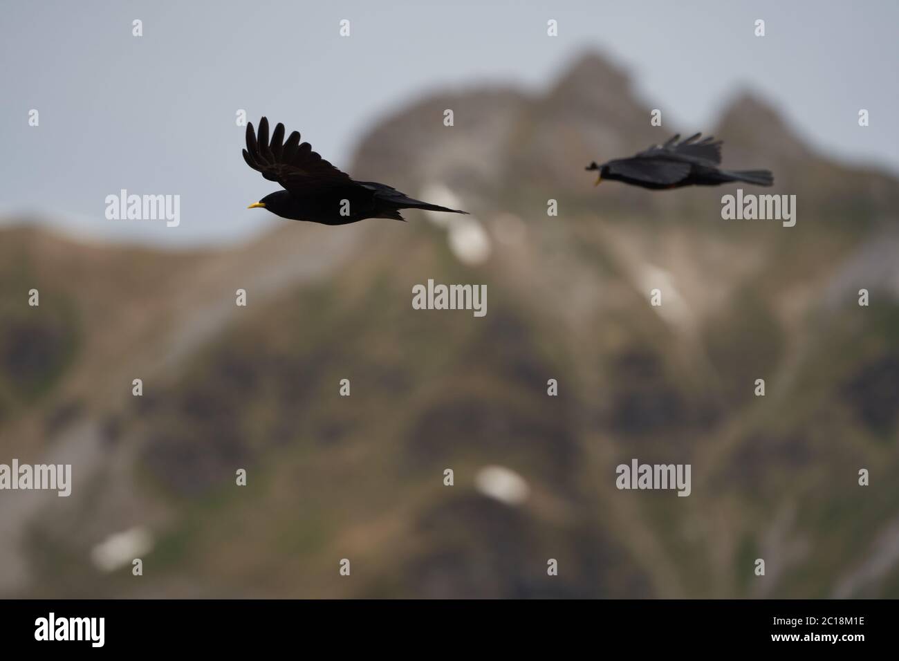 Alpine chough yellow billed Pyrrhocorax graculus crow Pyrrhocorax ...