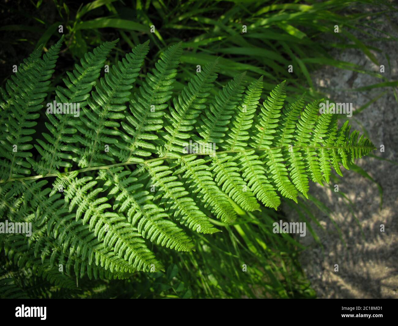 Close up of Bracken leaves (Pteridium aquilinum) in spring. Green fern ...