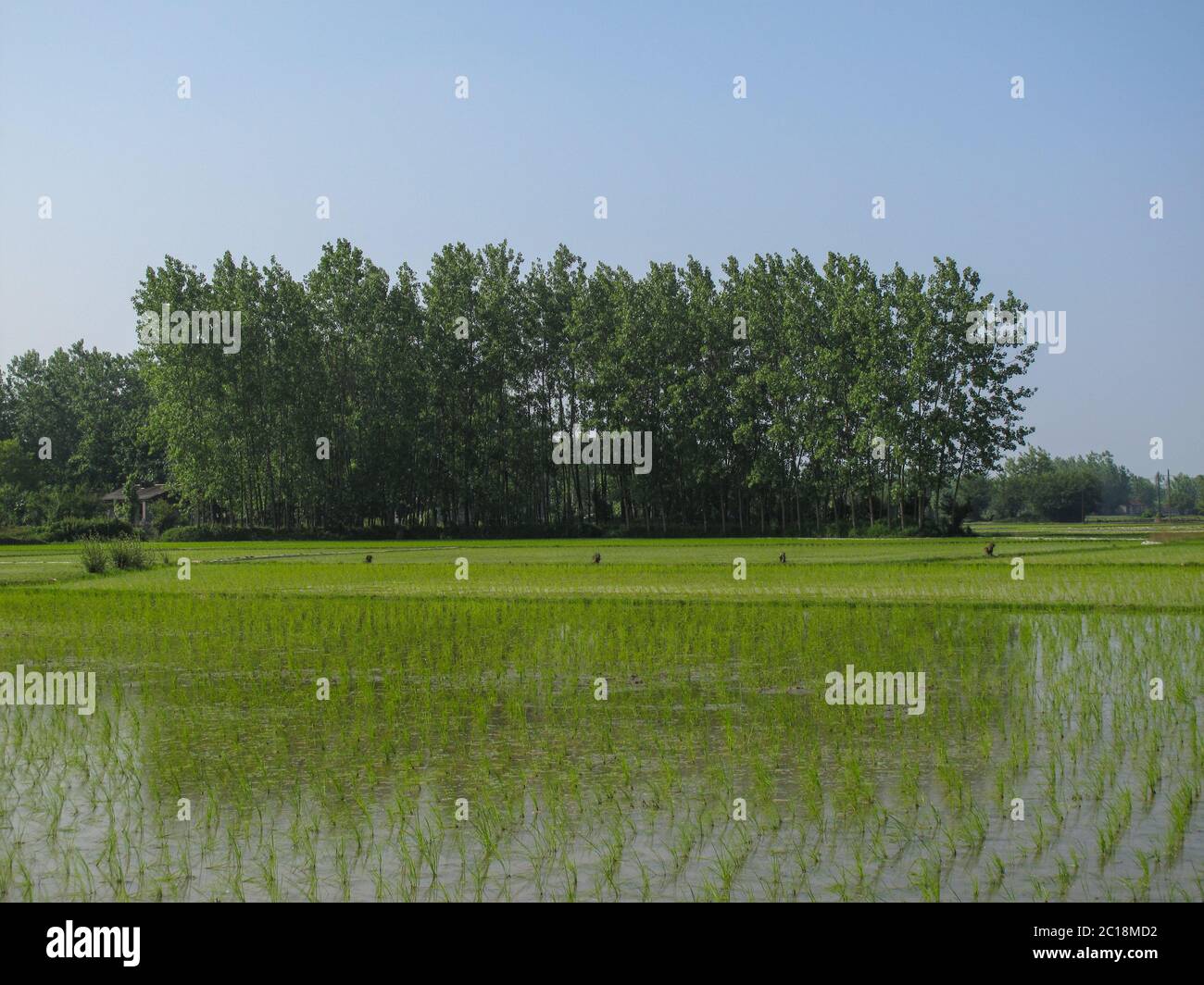 Gilan rice field hi-res stock photography and images - Alamy
