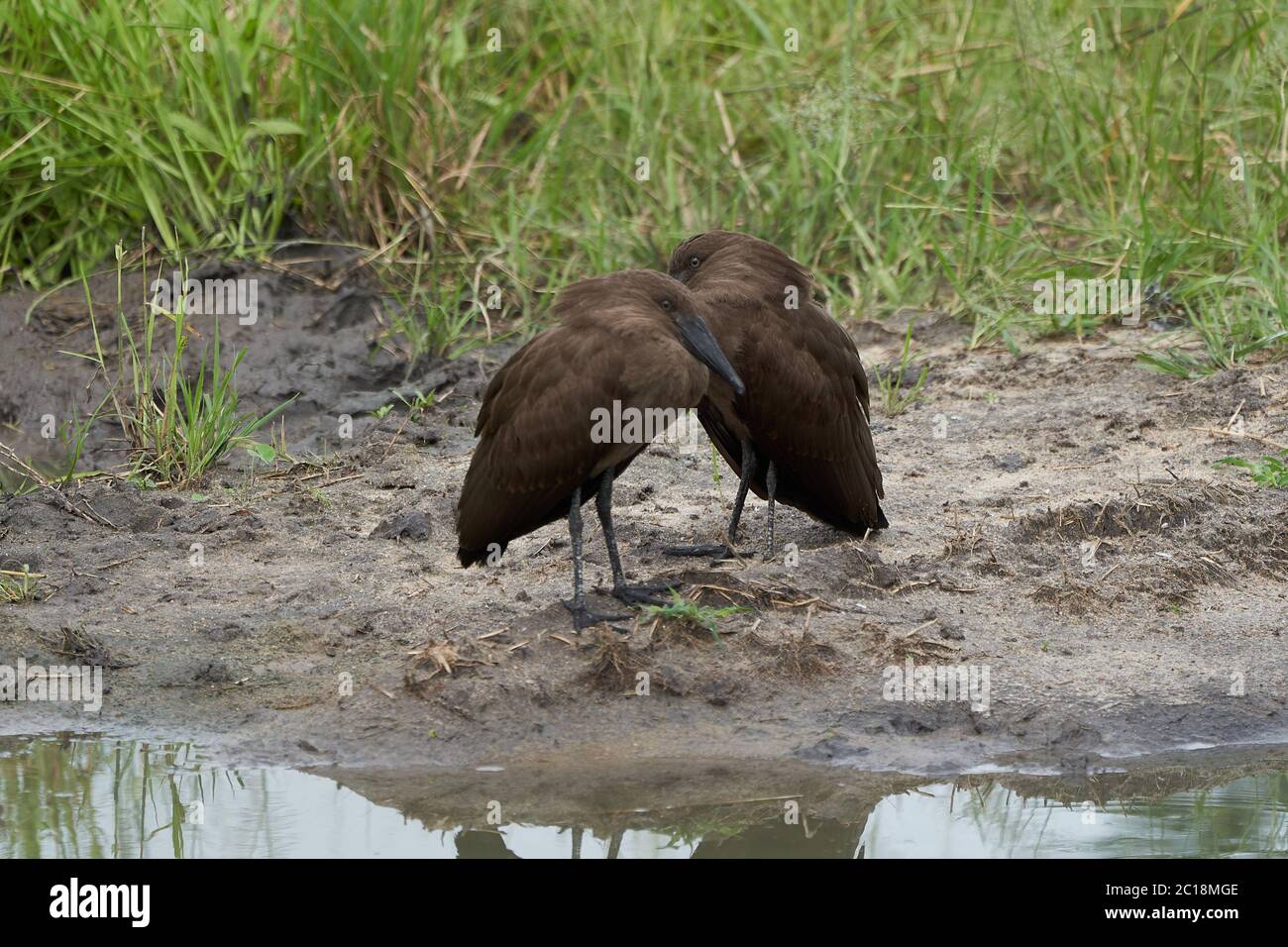 Hamerkop Scopus umbretta wading bird couple genus Scopus and family ...