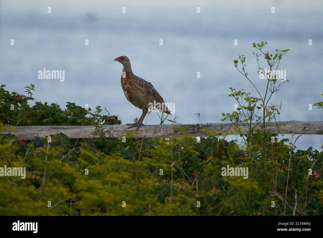 Pheasant Phasianus Phasianidae Walden sea hen Portrait Stock Photo - Alamy