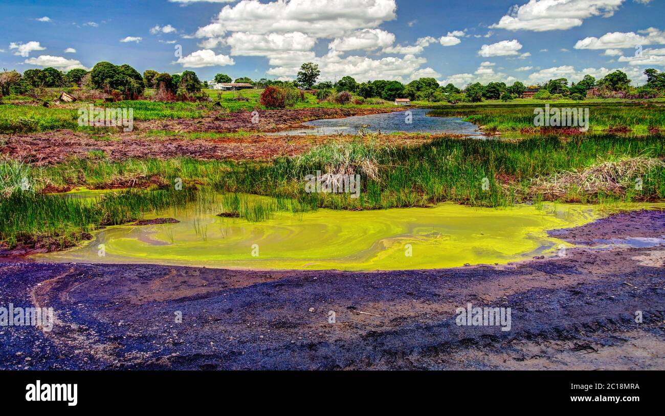 Bitumen and asphalt Pitch lake in Trinidad island Stock Photo - Alamy