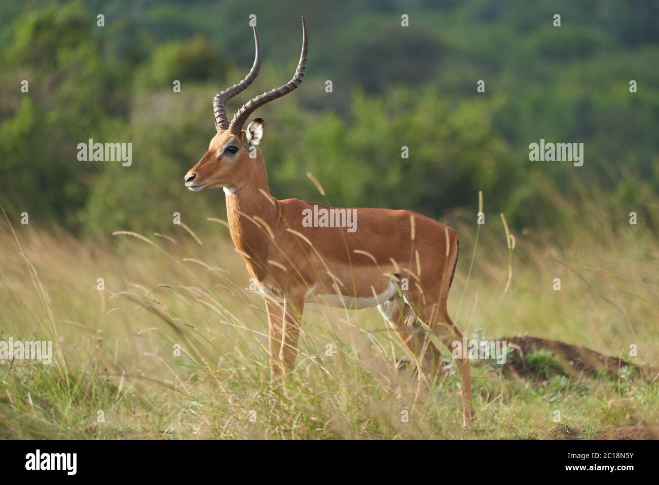 Impala Group Impalas Antelope Portrait Africa Safari Stock Photo - Alamy