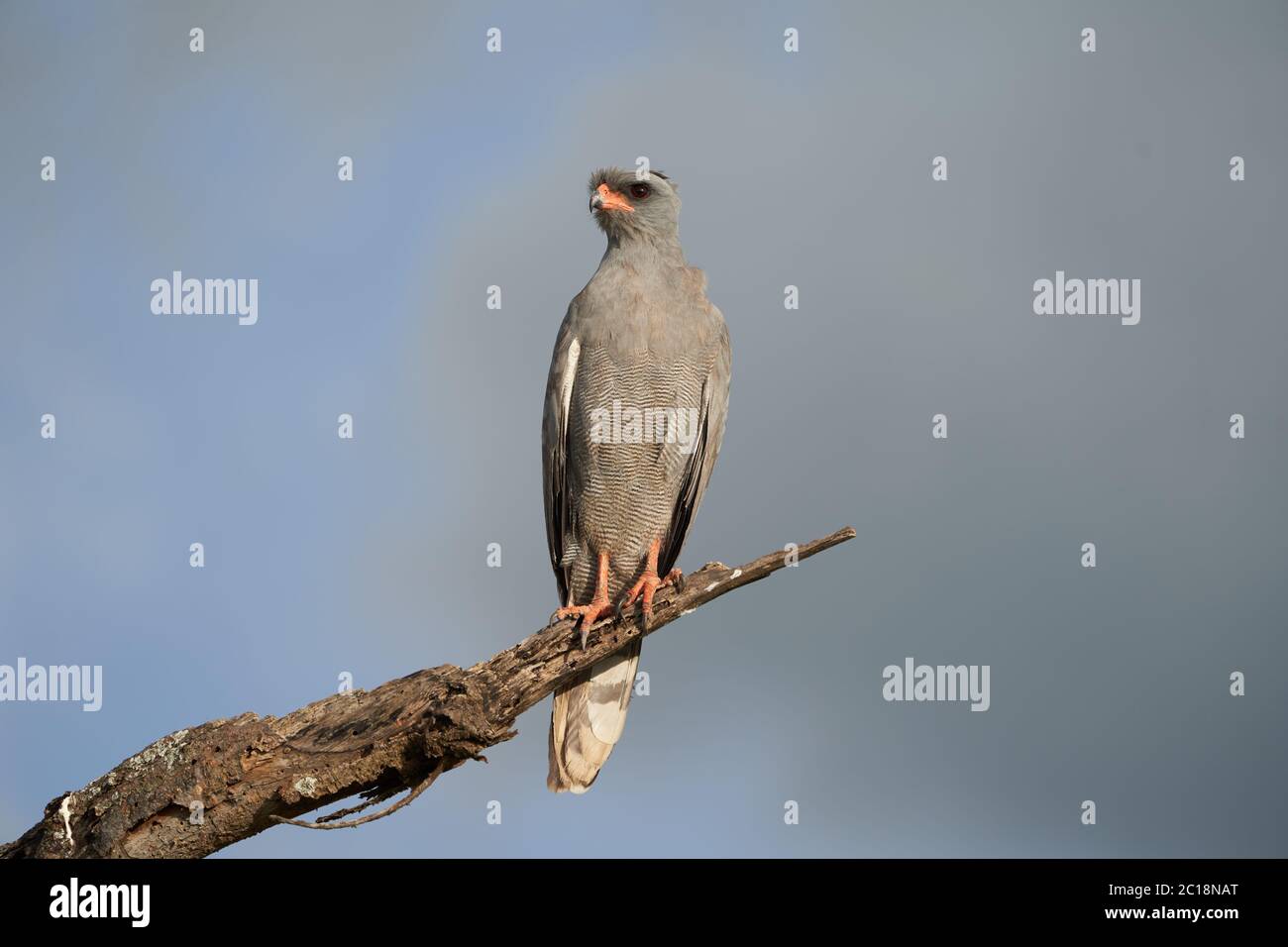 Goshawk eastern pale chanting goshawk or Somali chanting goshawk ...