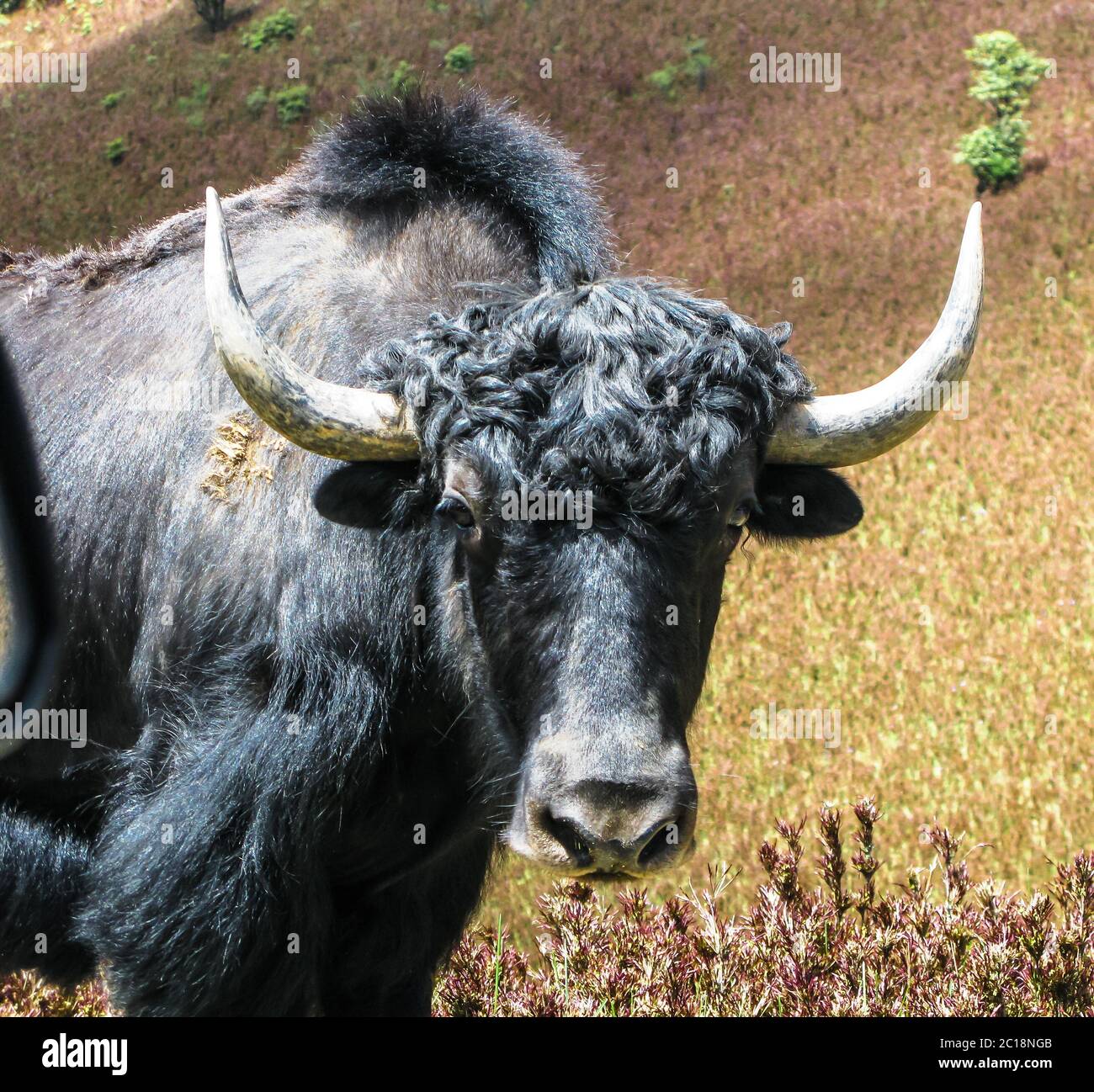 Head of yak, Himalayan wild cow Bhutan Stock Photo - Alamy